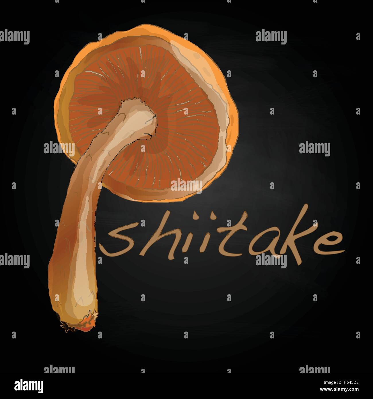 Shitake vector vectors Stock Vector Images - Alamy