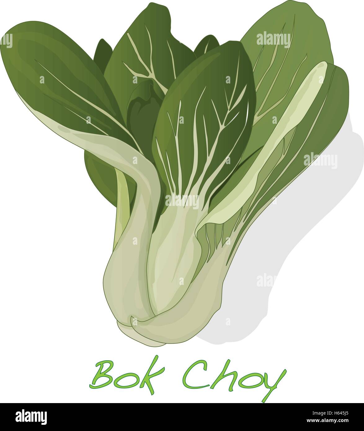 Bok choy vegetable vector isolated Stock Vector Image & Art - Alamy