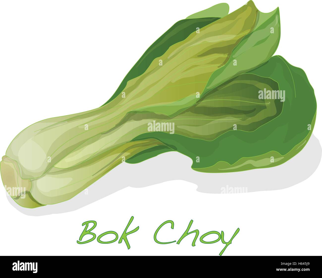Bok choy vegetable vector isolated Stock Vector Image & Art - Alamy