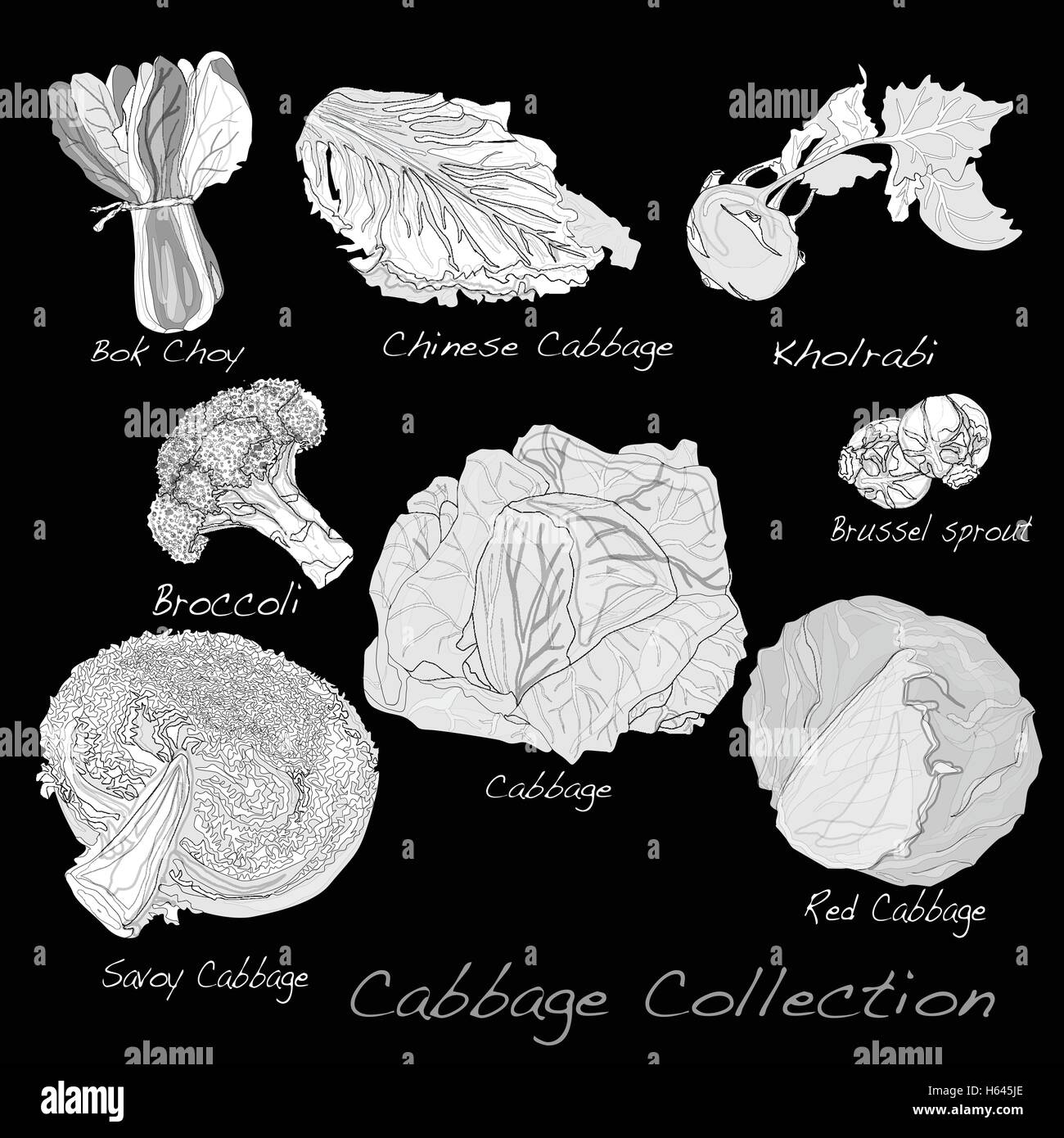 Cabbage Image set vector illustration Stock Vector Image & Art - Alamy