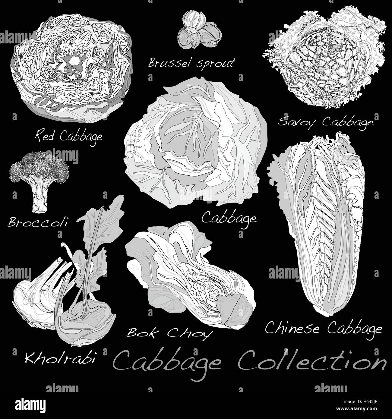 Cabbage Image set vector illustration Stock Vector Image & Art - Alamy