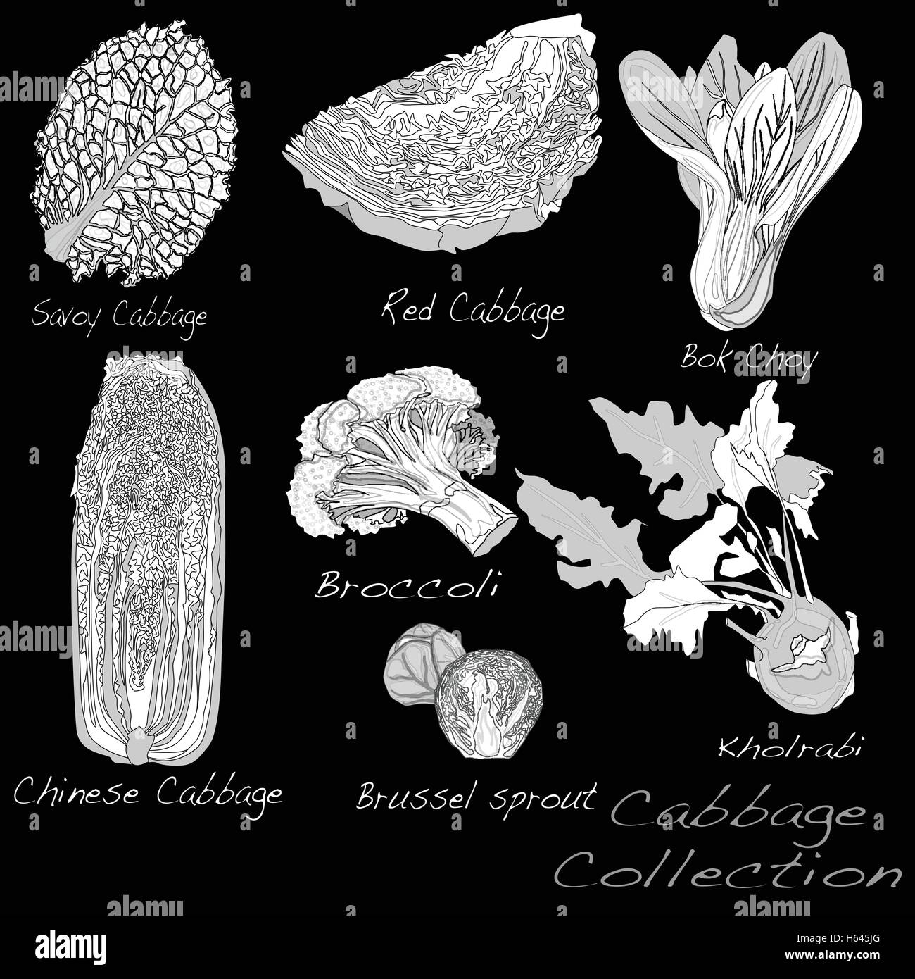 Cabbage nutrition Black and White Stock Photos & Images - Alamy