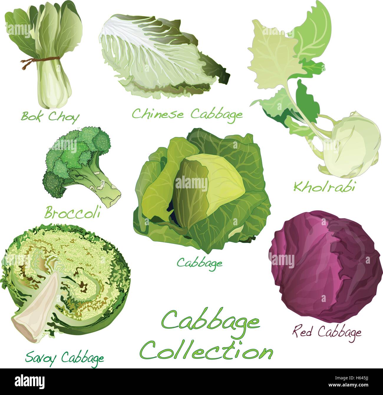 Cabbage Image set vector illustration Stock Vector Image & Art - Alamy