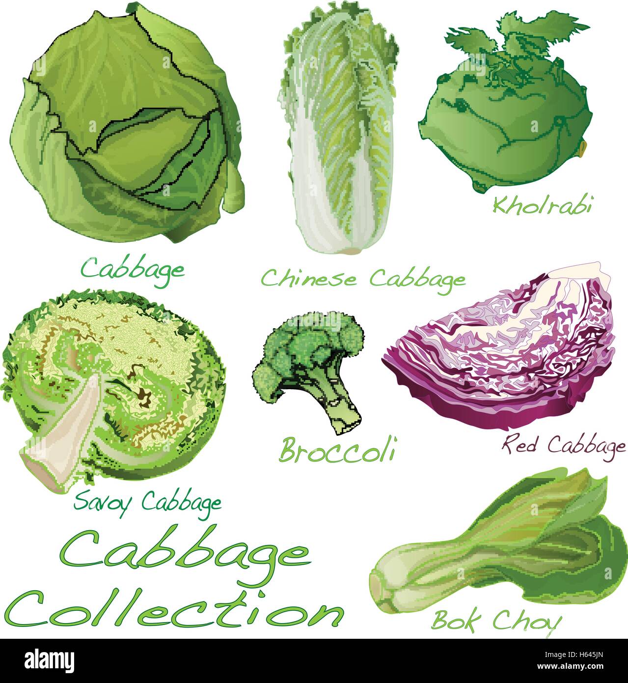Cabbage Image set vector illustration Stock Vector Image & Art - Alamy