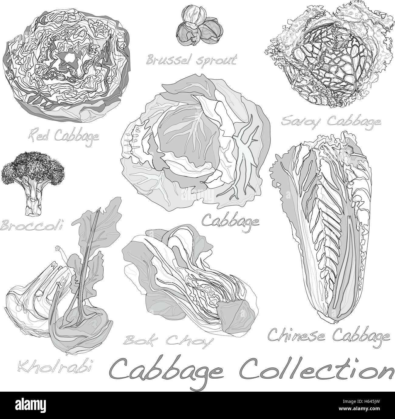Cabbage Image set vector illustration Stock Vector Image & Art - Alamy