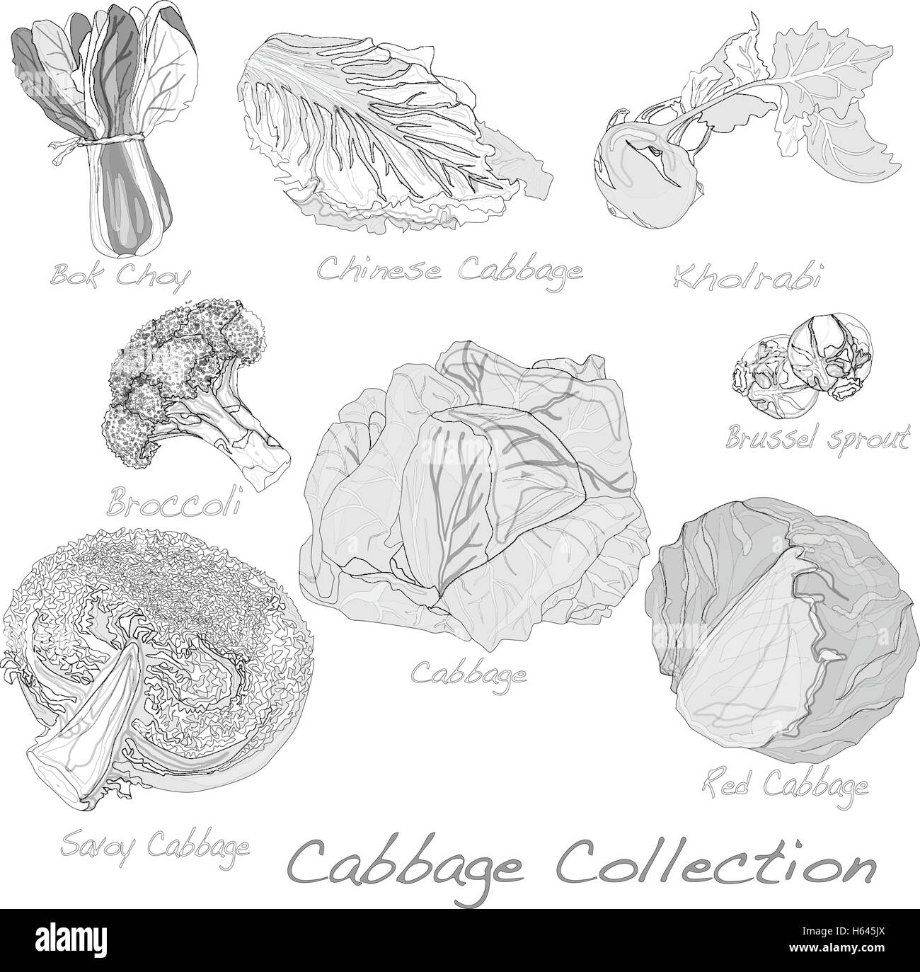 Cabbage Image set vector illustration Stock Vector Image & Art - Alamy
