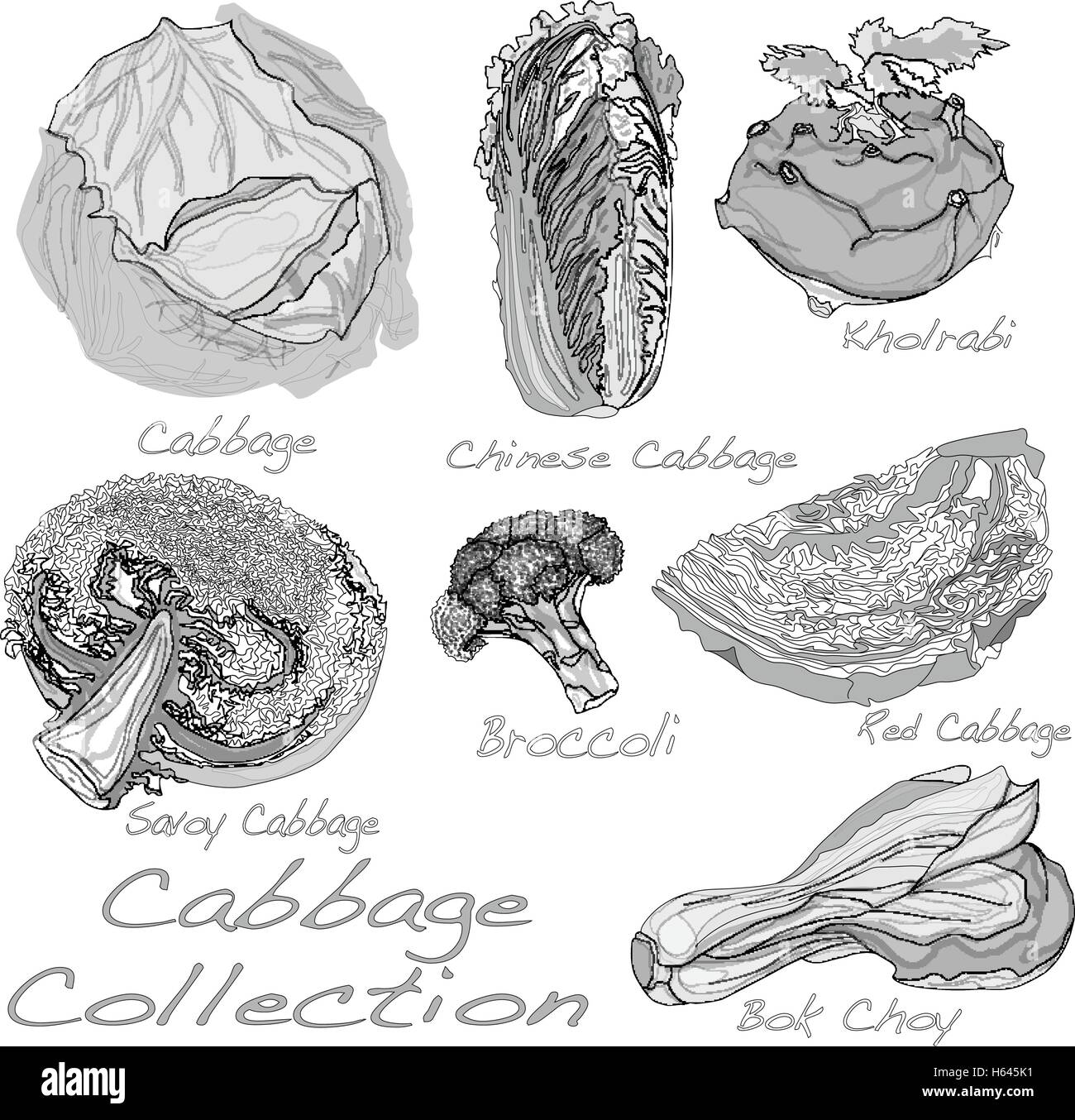 Cabbage Image set vector illustration Stock Vector Image & Art - Alamy