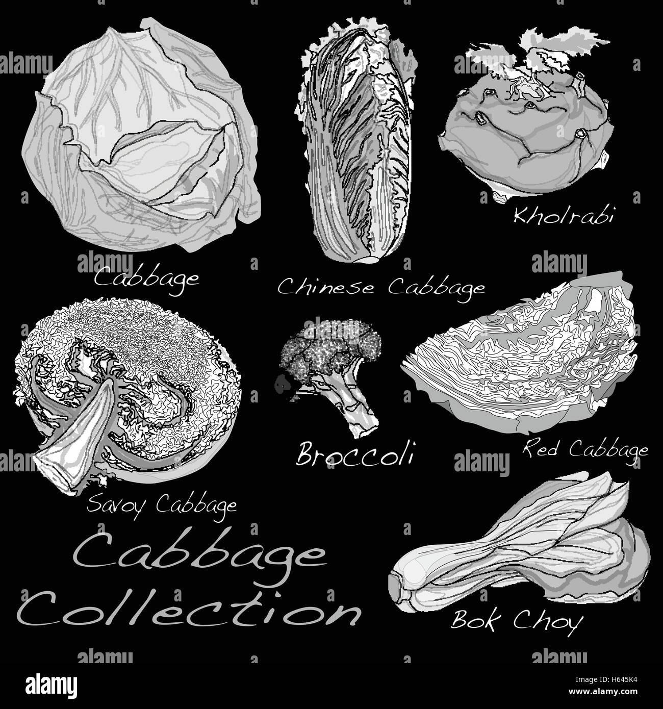 Cabbage Image set vector illustration Stock Vector Image & Art - Alamy