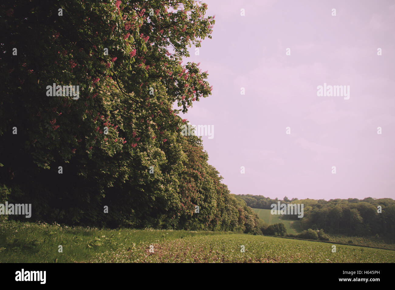 View over the Chilterns landscape in Buckinghamshire, England Vintage ...