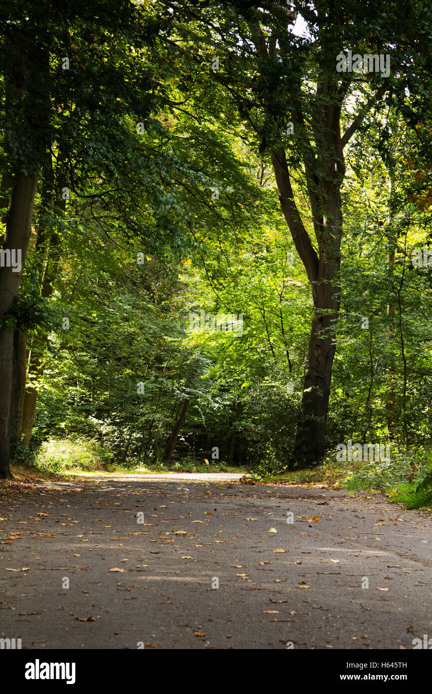 English woodland scene at the start of autumn Stock Photo - Alamy