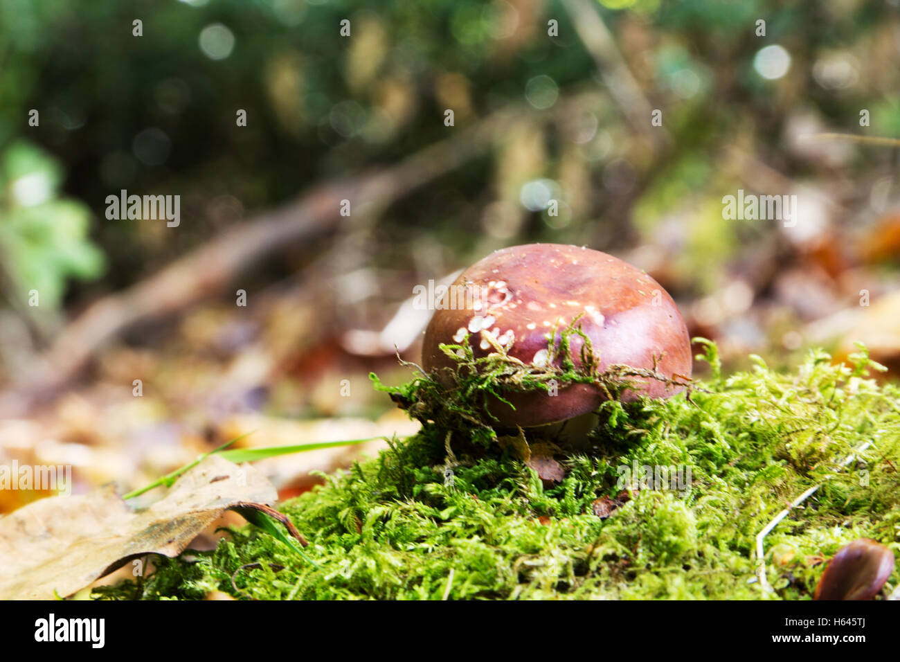 Toadstool growing on the woodland floor in autumn Stock Photo - Alamy