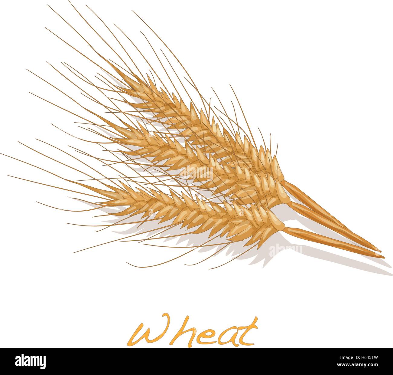 wheat illustration. vector 10 eps Stock Vector Image & Art - Alamy