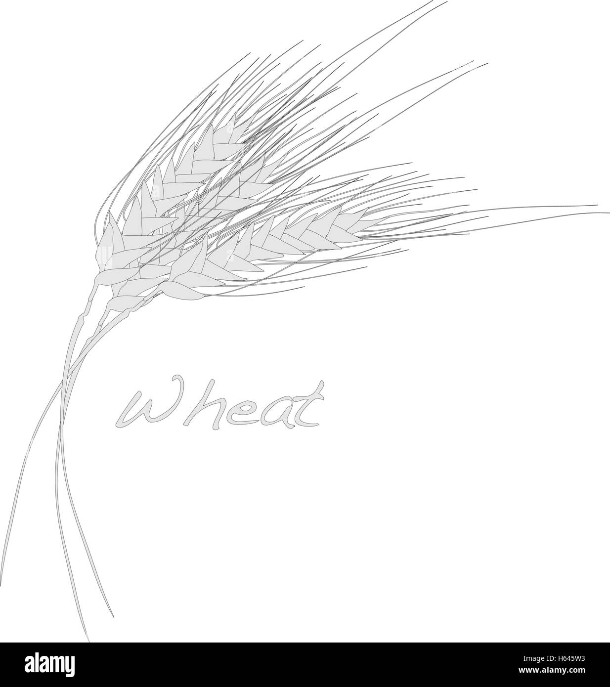 wheat illustration. vector 10 eps Stock Vector Image & Art - Alamy