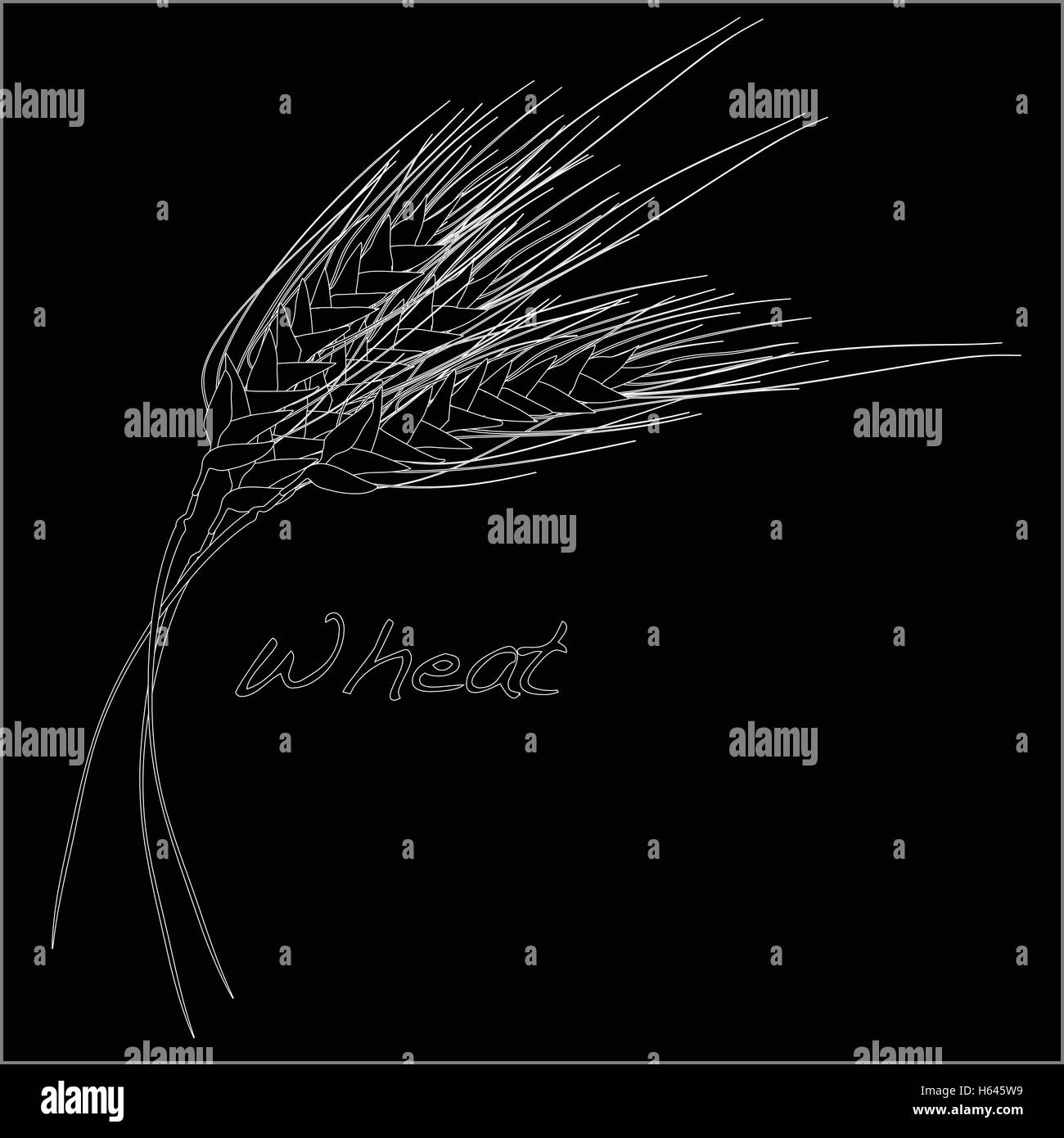 wheat illustration. vector 10 eps Stock Vector Image & Art - Alamy