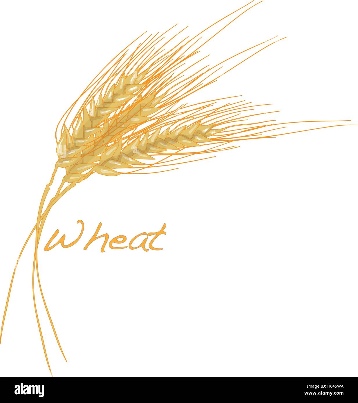 wheat illustration. vector 10 eps Stock Vector Image & Art - Alamy