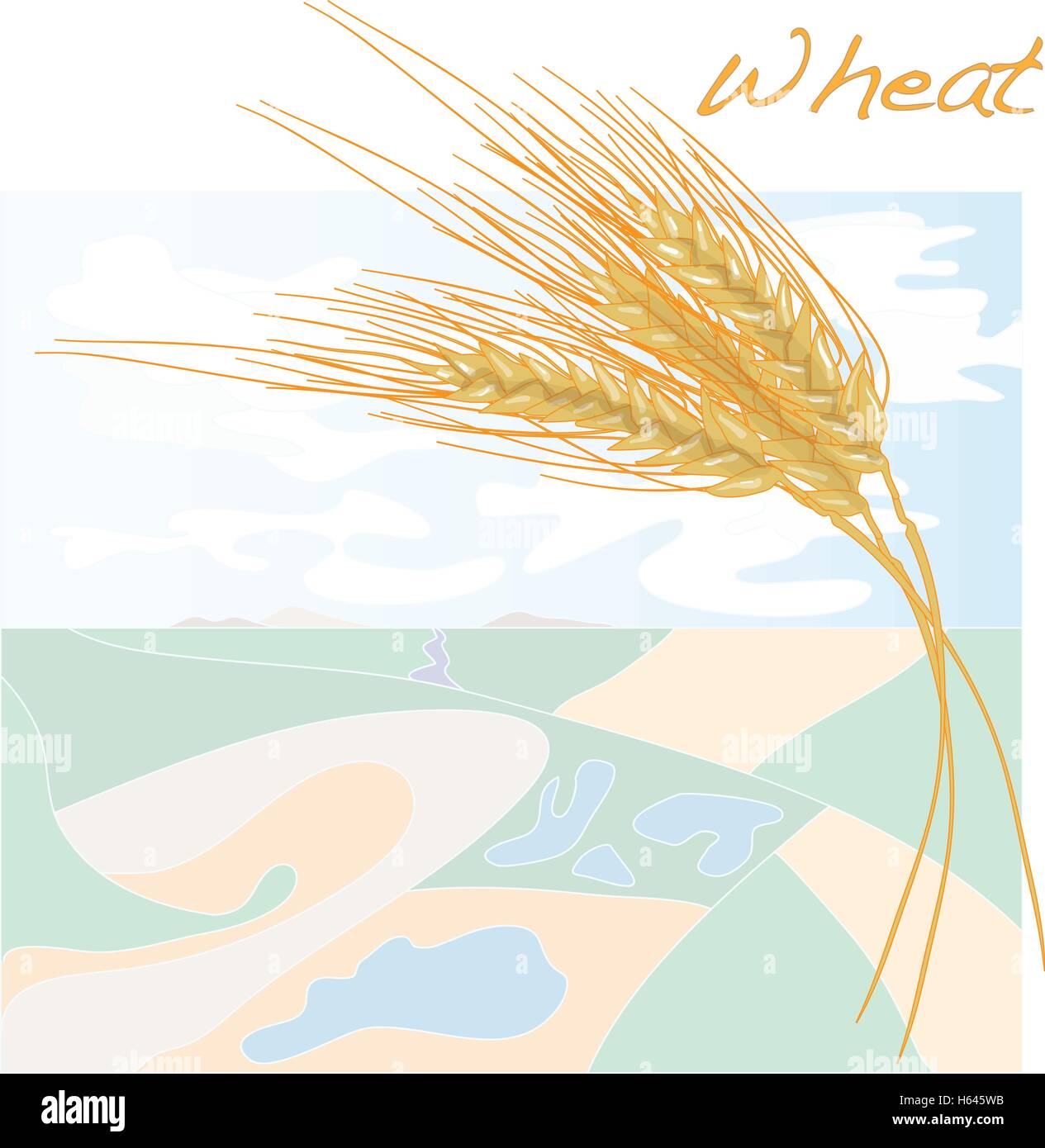 wheat illustration. vector 10 eps Stock Vector Image & Art - Alamy