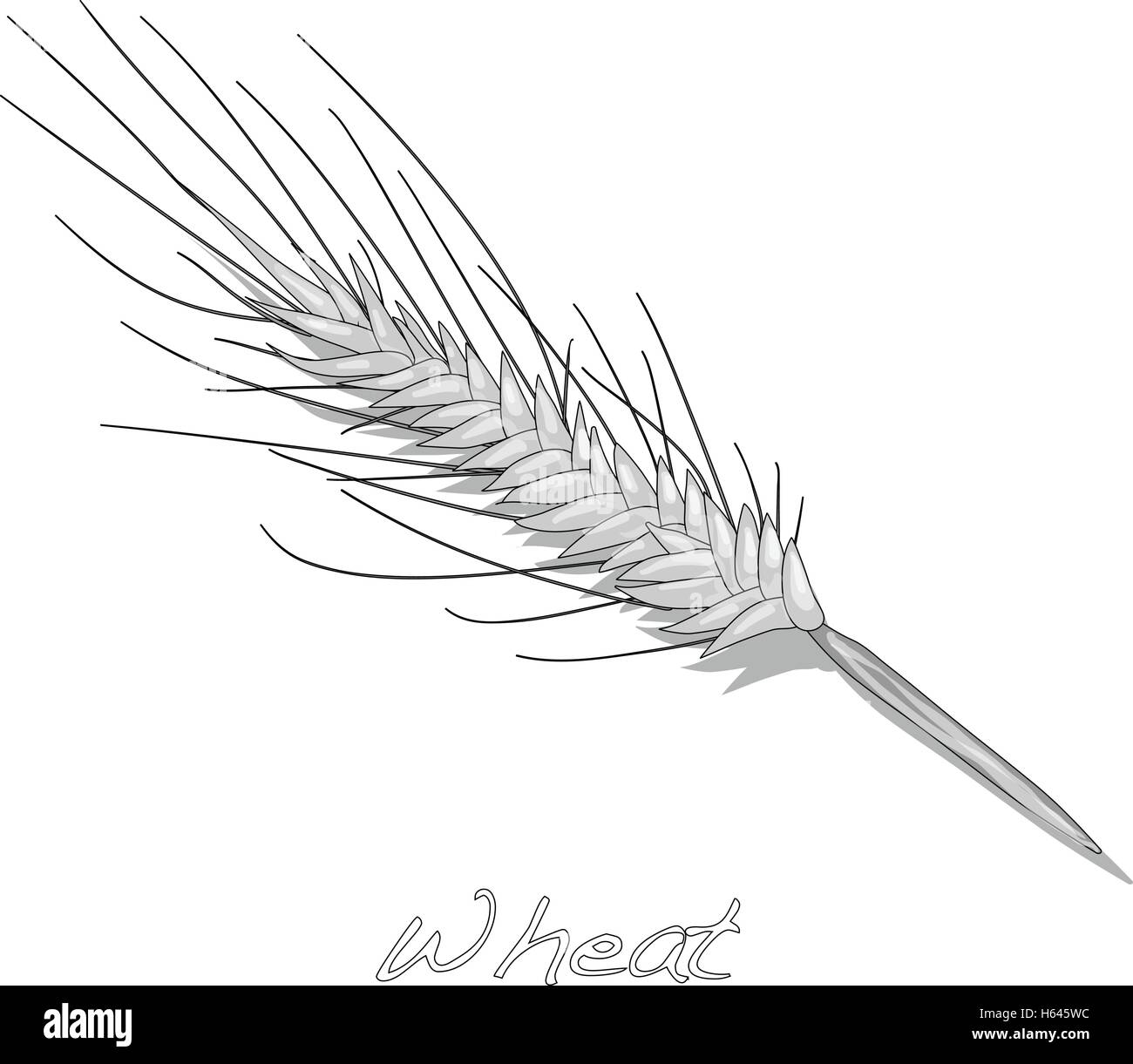 wheat illustration. vector 10 eps Stock Vector Image & Art - Alamy