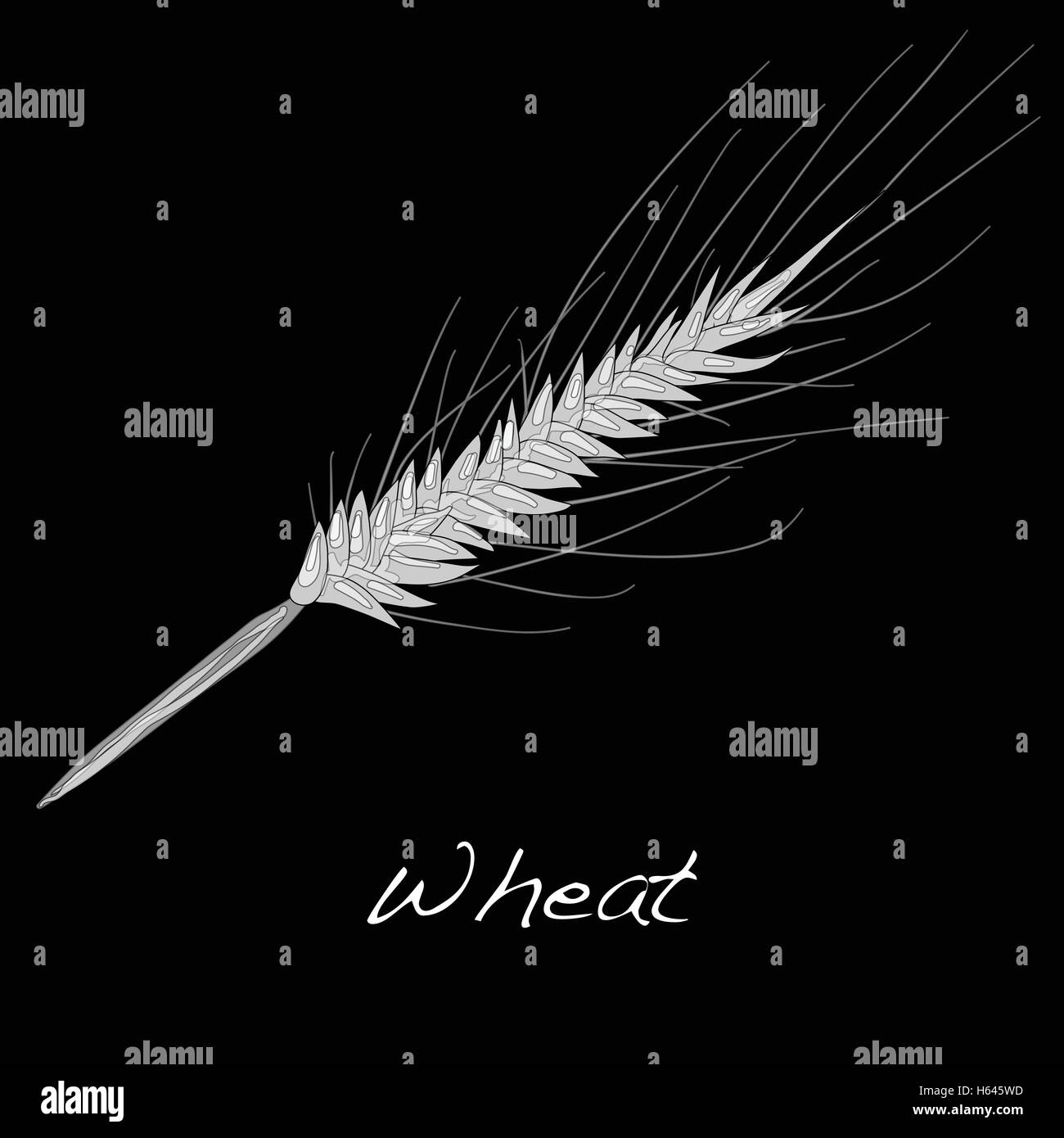 wheat illustration. vector 10 eps Stock Vector Image & Art - Alamy