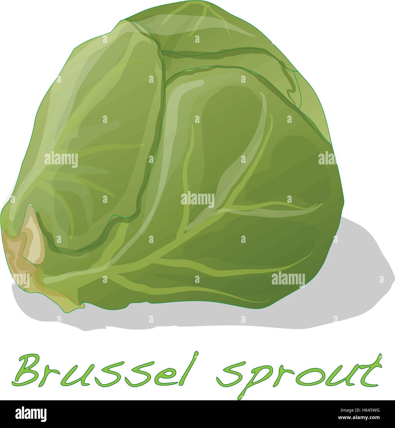 Brussel Sprout vector isolated on white background Stock Vector Image ...
