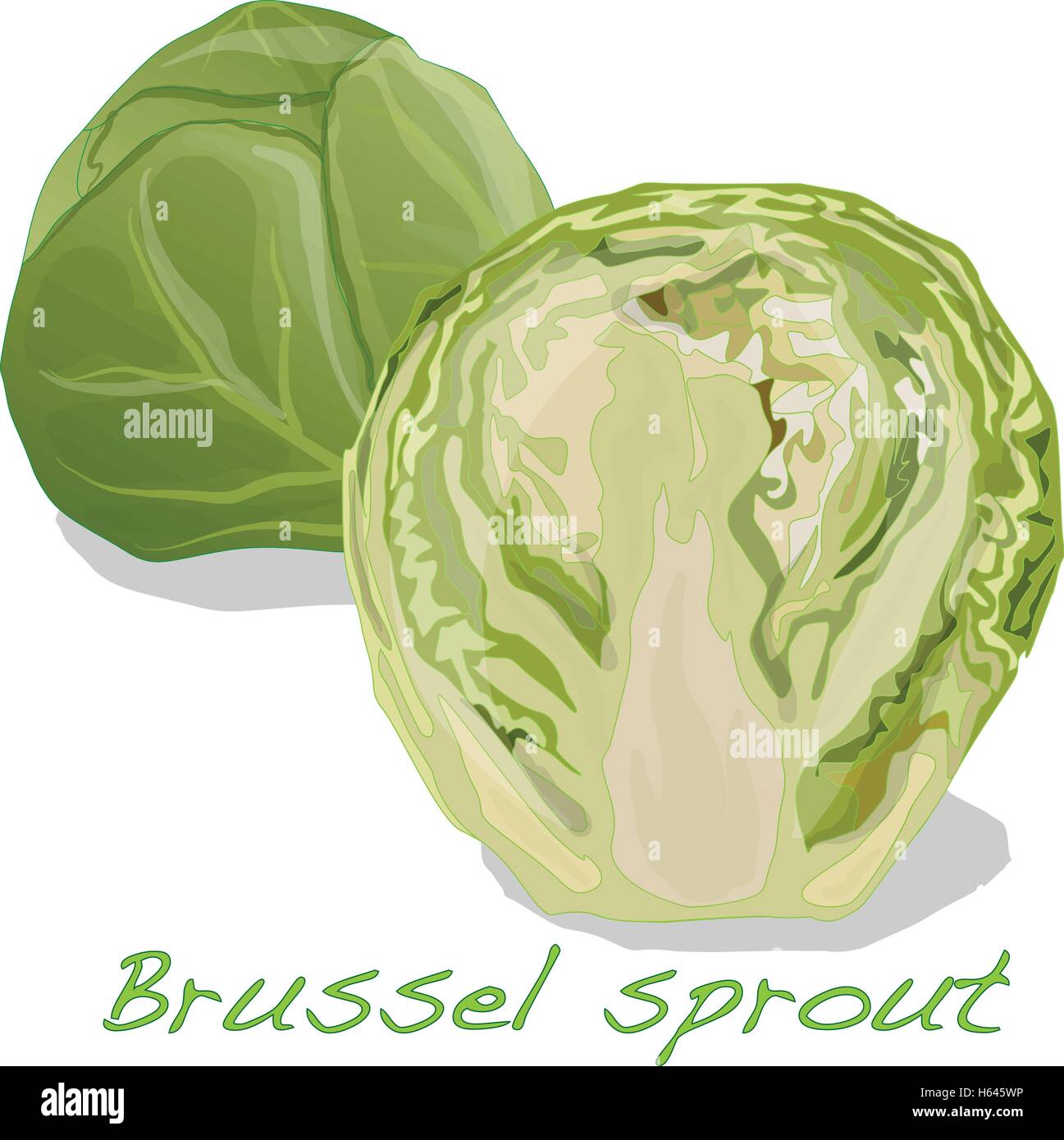 Brussel Sprout vector isolated on white background Stock Vector Image ...