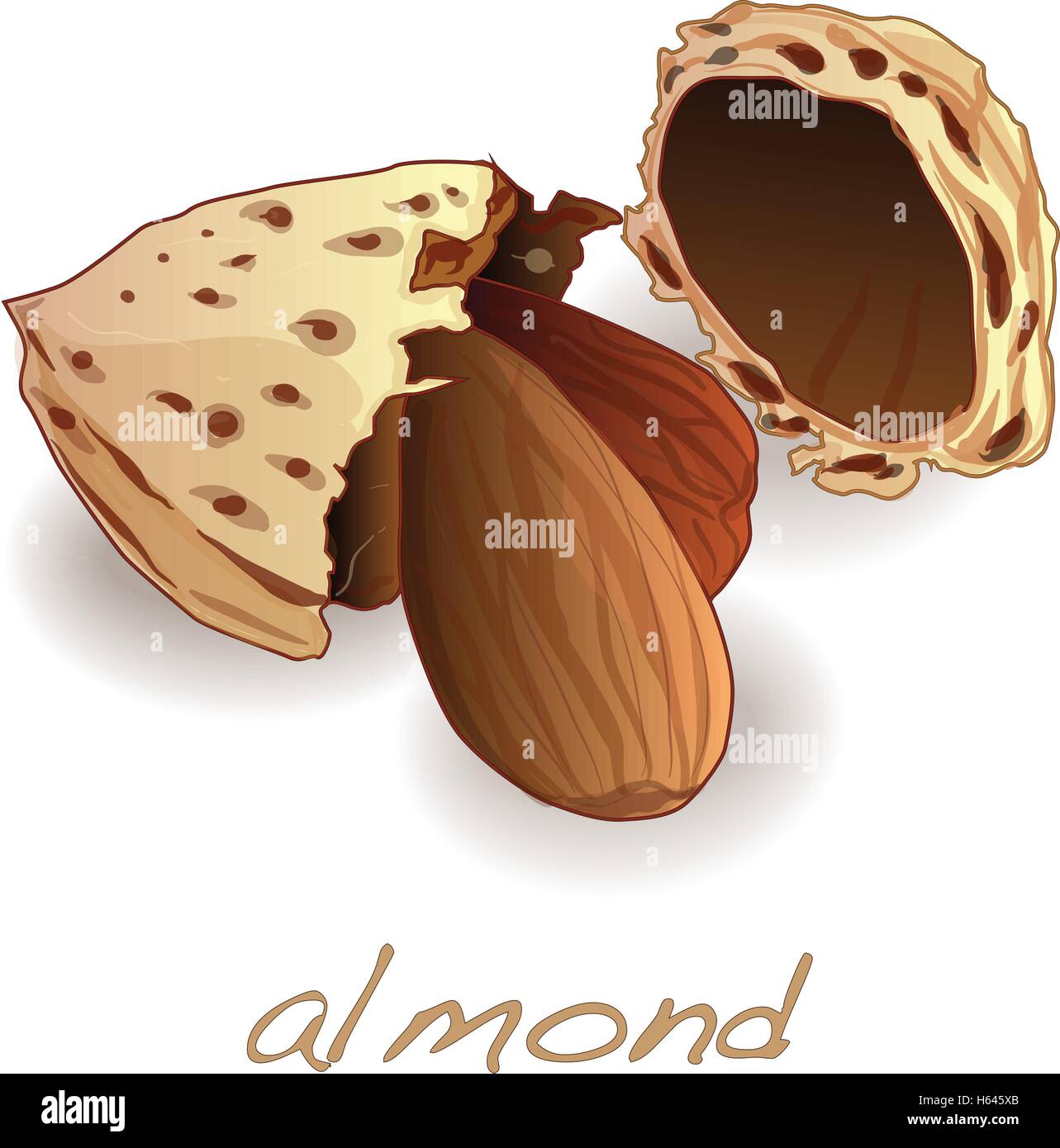 Almond vector illustration isolated on white background Stock Vector ...