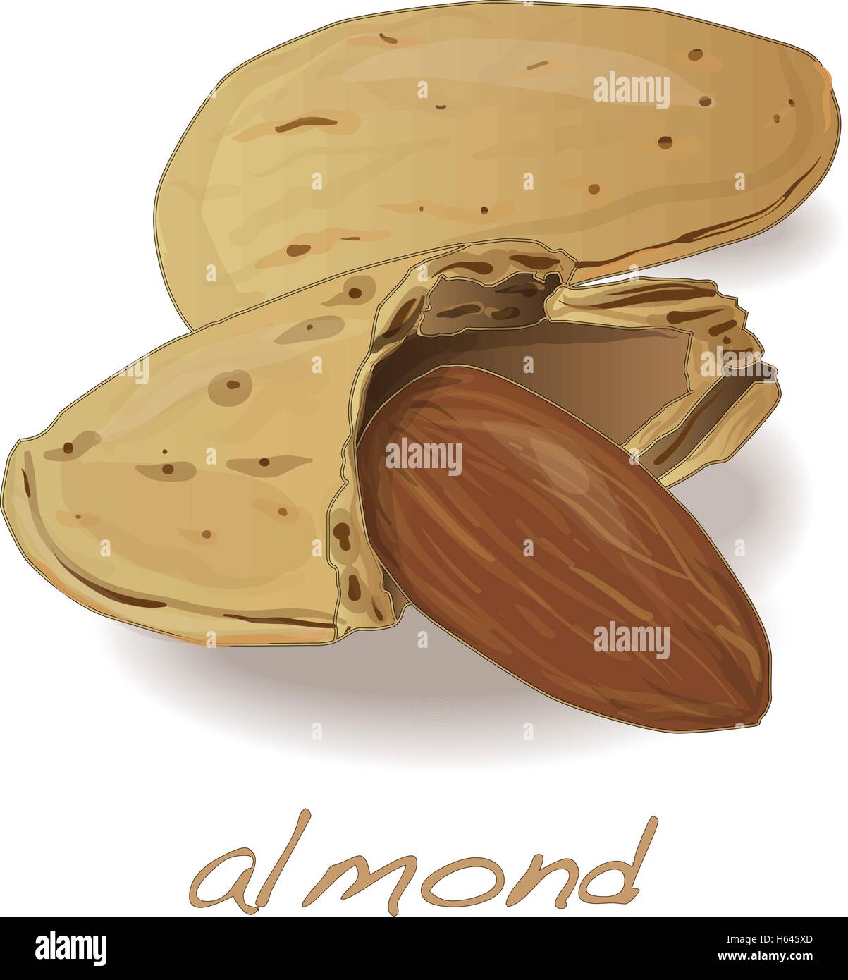 Almond vector illustration isolated on white background Stock Vector ...