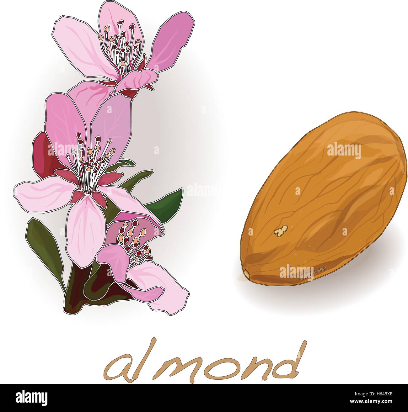 Almond vector illustration isolated on white background Stock Vector ...