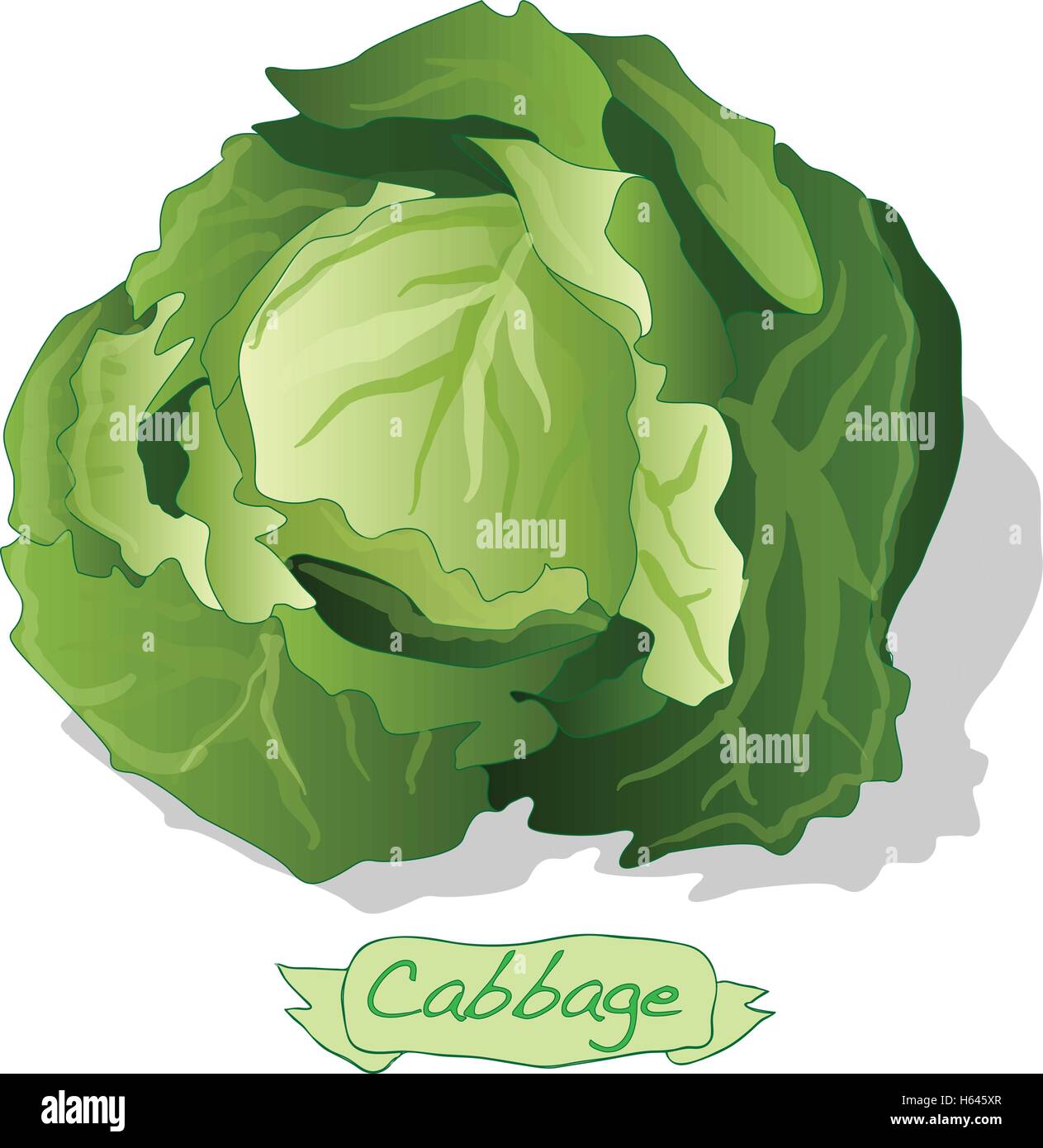 Cabbage vector isolated on white Stock Vector Image & Art - Alamy