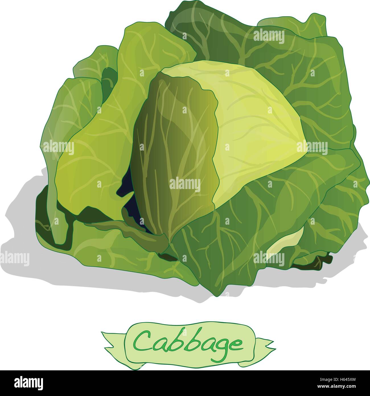 Cabbage vector isolated on white Stock Vector Image & Art - Alamy