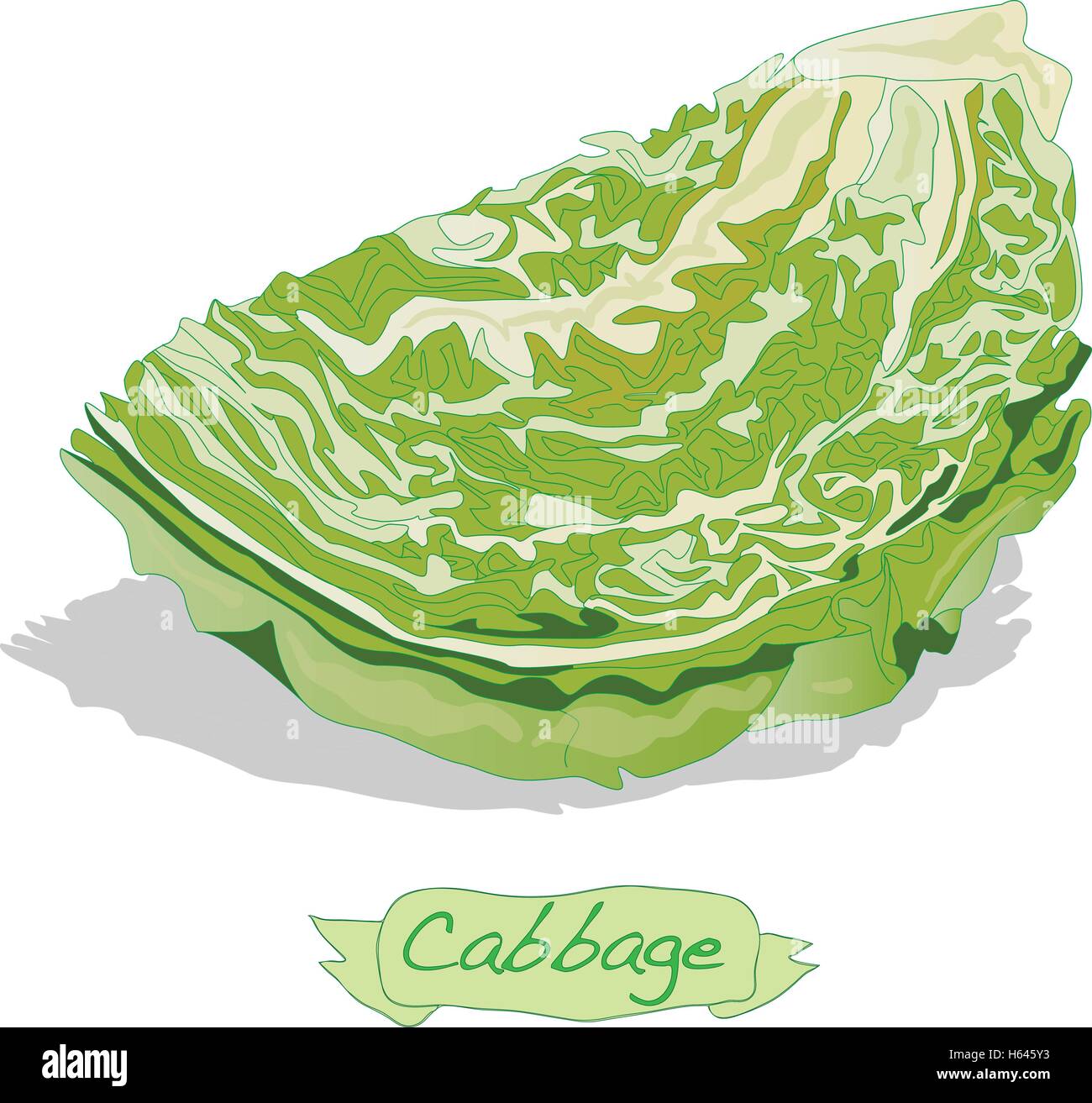 Cabbage vector isolated on white Stock Vector Image & Art - Alamy