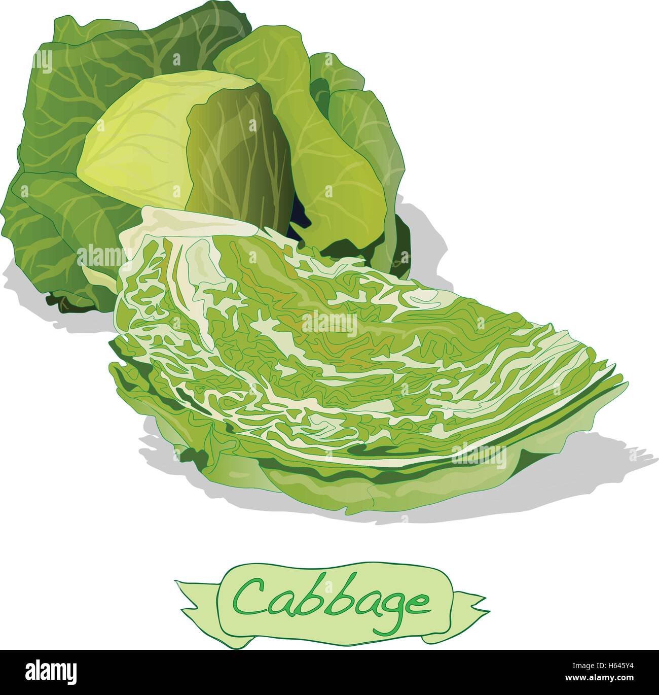 Cabbage vector isolated on white Stock Vector Image & Art - Alamy