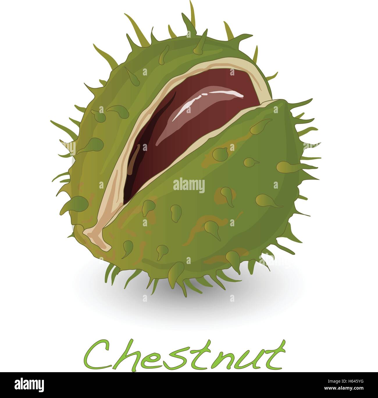chestnut vector isolated on white Stock Vector Image & Art - Alamy