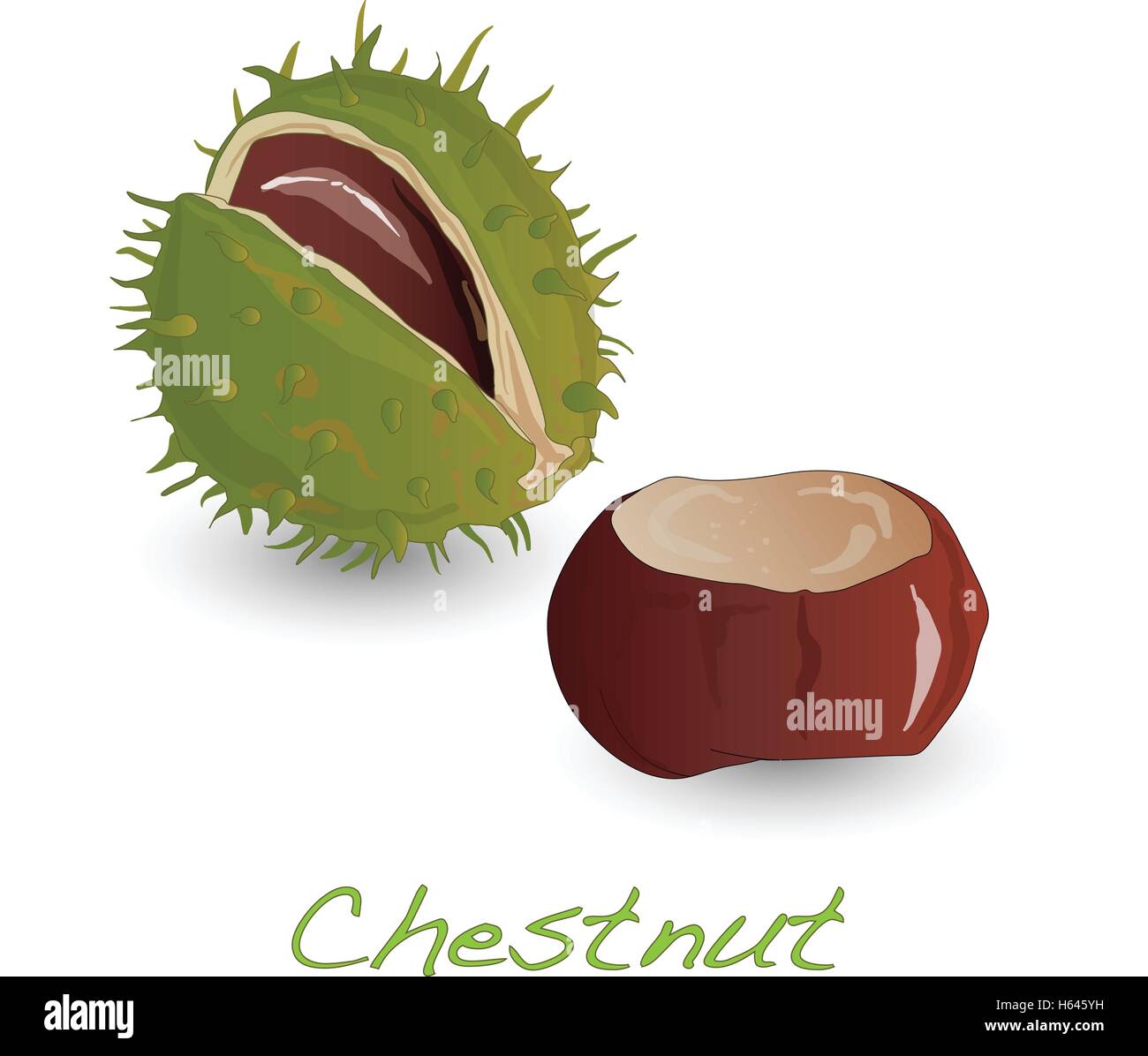 chestnut vector isolated on white Stock Vector Image & Art - Alamy