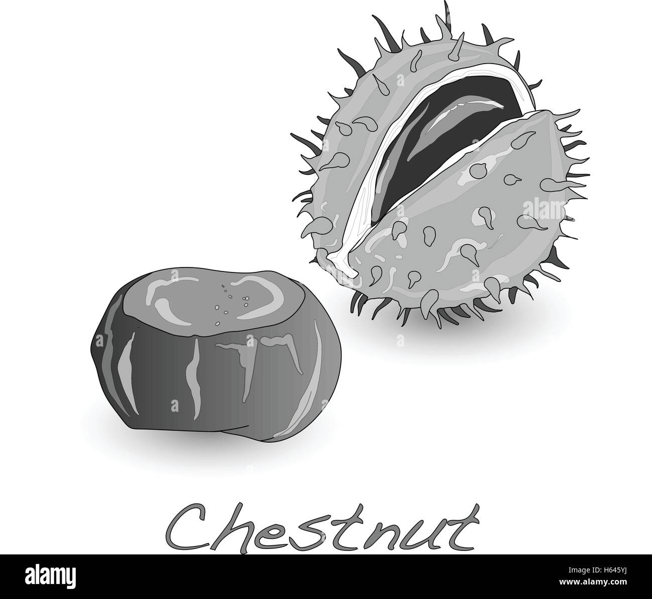 chestnut vector isolated on white Stock Vector Image & Art - Alamy