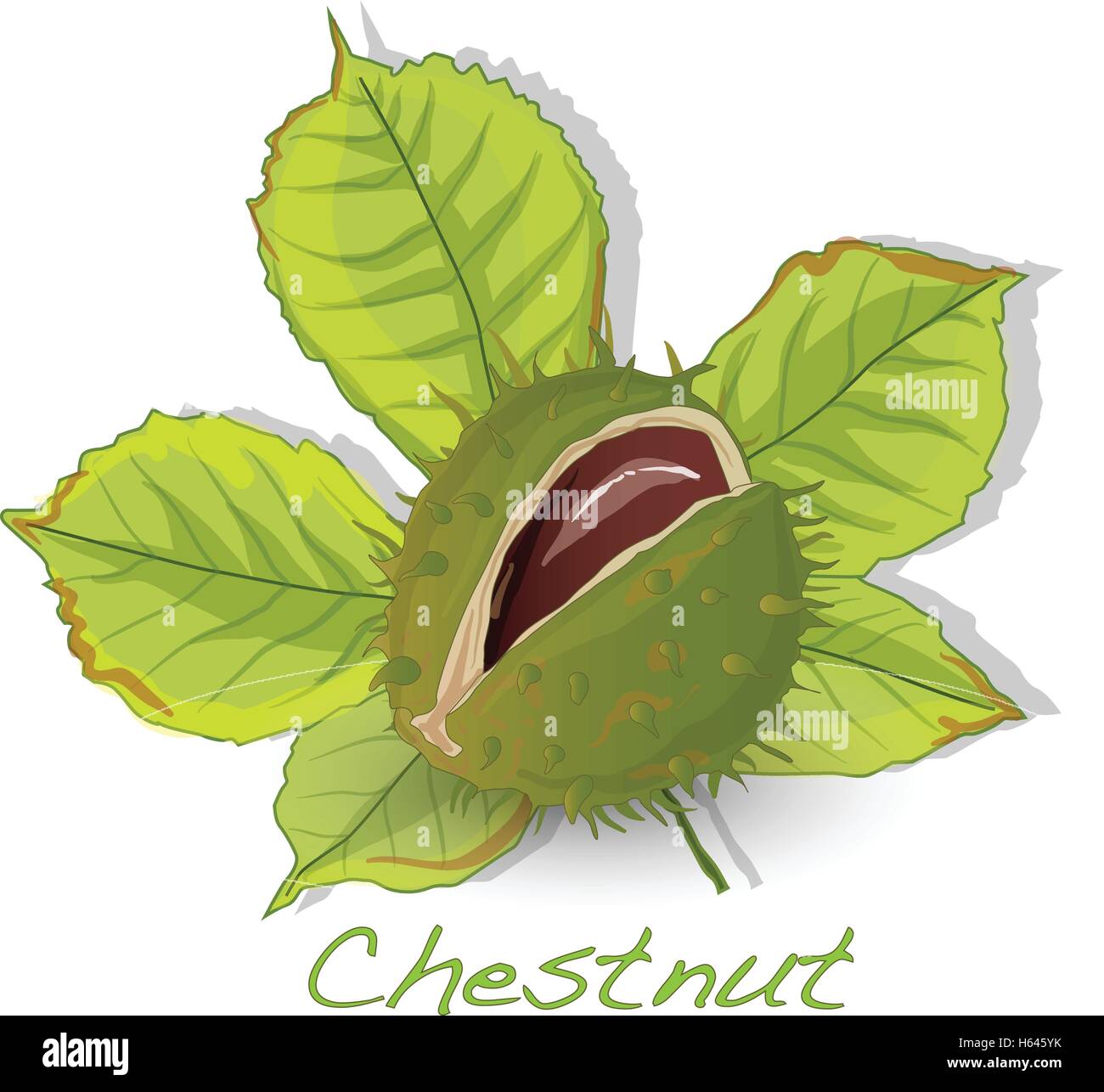 chestnut vector isolated on white Stock Vector Image & Art - Alamy