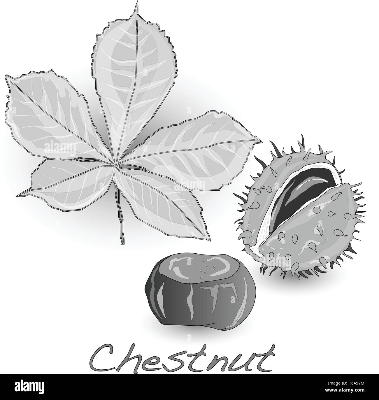 chestnut vector isolated on white Stock Vector Image & Art - Alamy