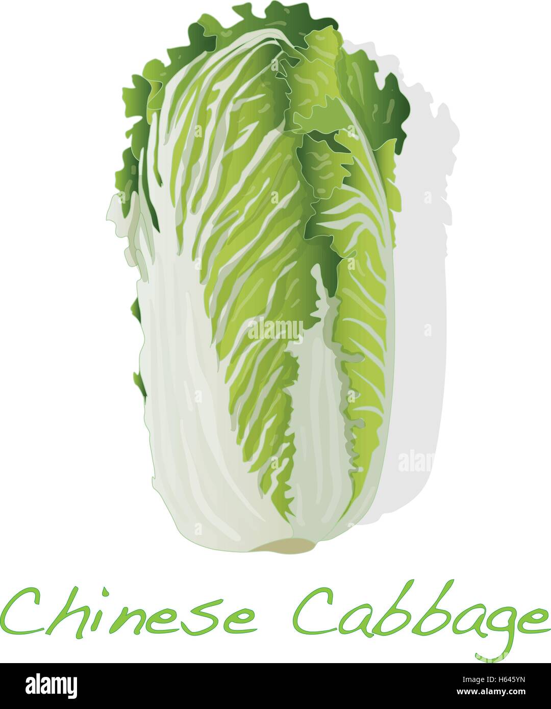 Chinese cabbage china Stock Vector Images - Alamy
