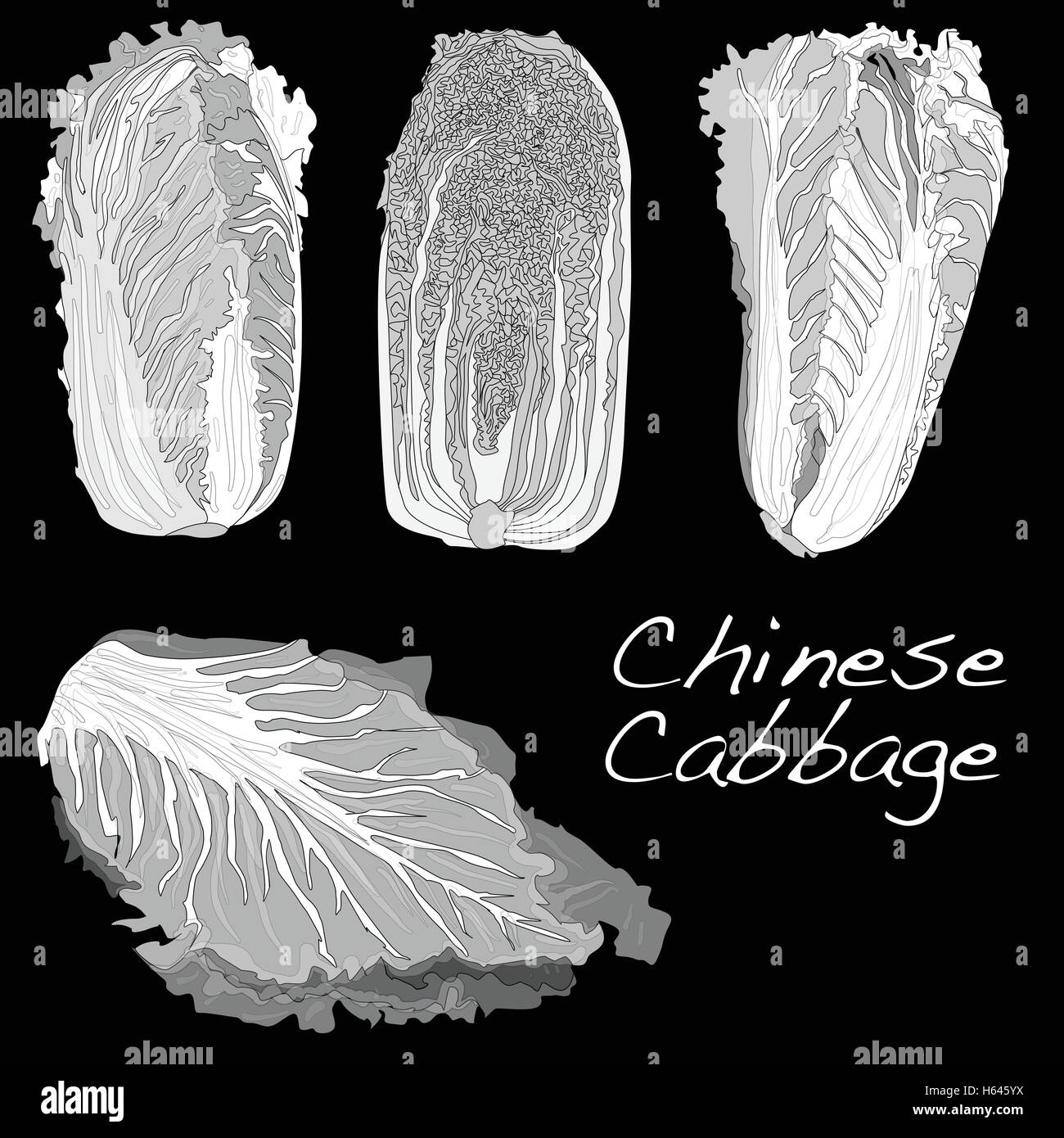fresh chinese cabbage vector illustration Stock Vector Image & Art - Alamy