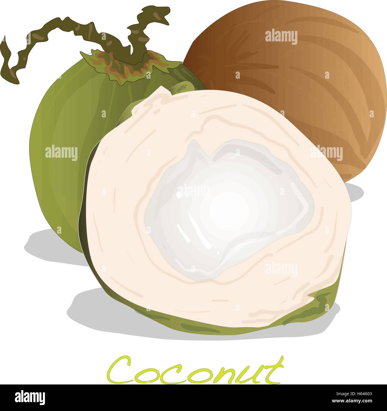 Fresh cracked coconut on Stock Vector Images - Alamy