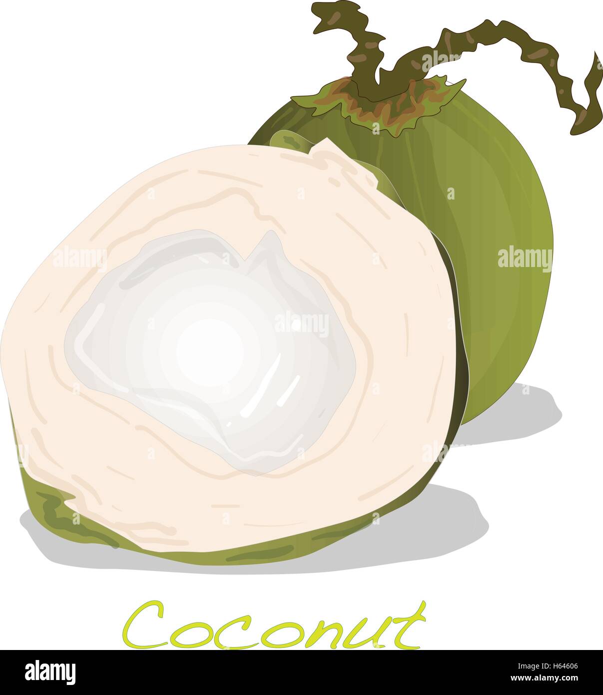 Green coconuts vector on a white background Stock Vector Image & Art ...