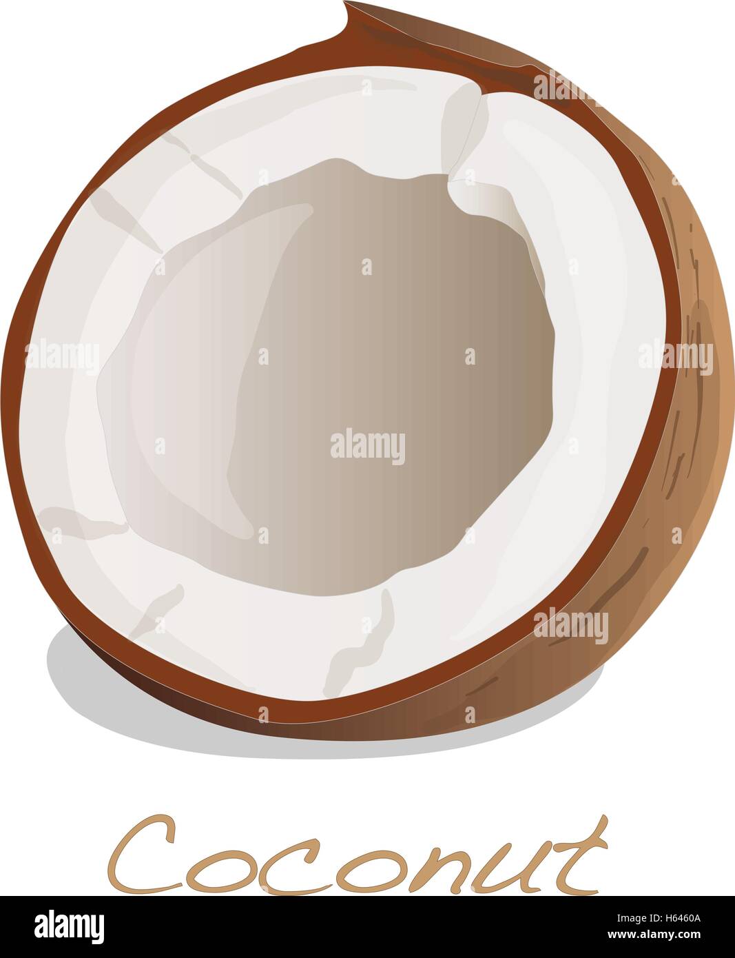 Fresh cracked coconut on Stock Vector Images - Alamy