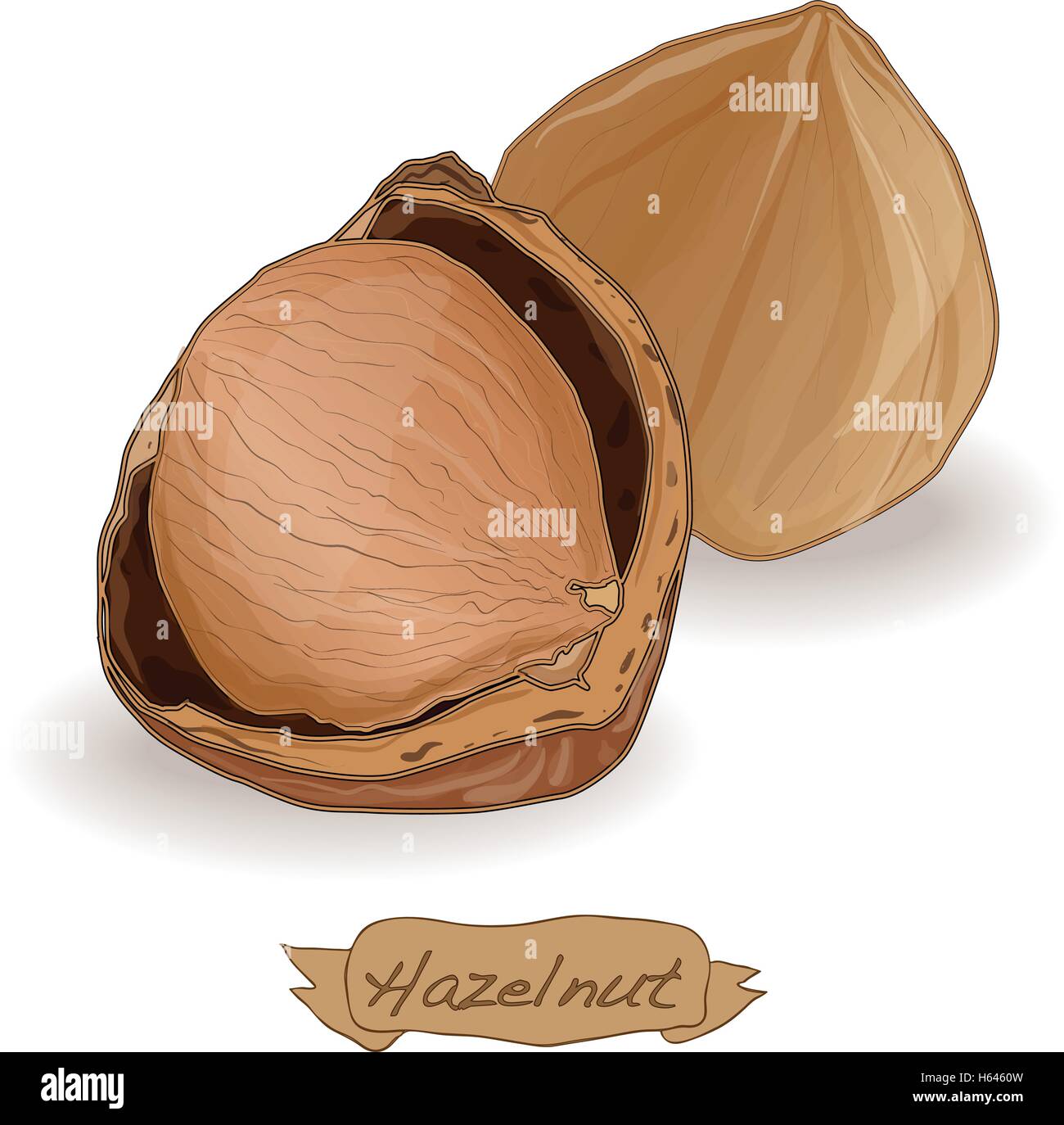 Hazelnut vector isolated image on the white Stock Vector Image & Art ...