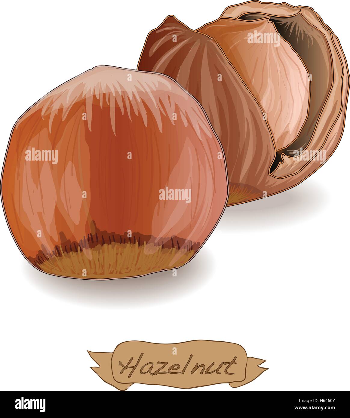 Hazelnut vector isolated image on the white Stock Vector Image & Art ...