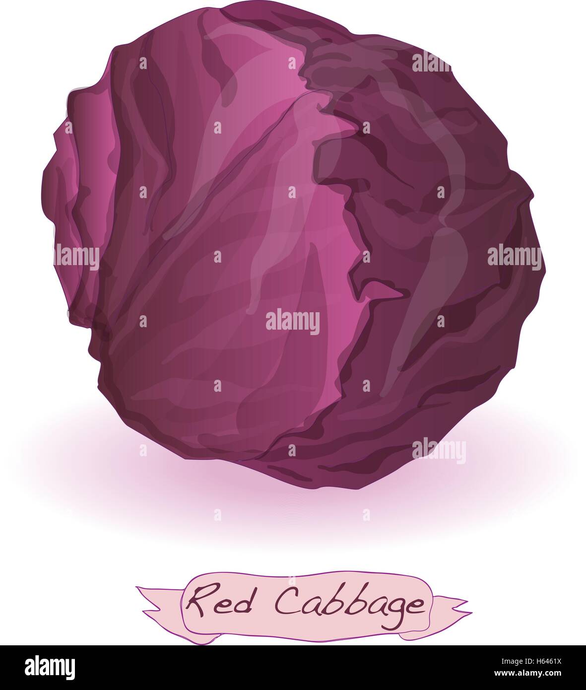 red cabbage vector isolated on white Stock Vector Image & Art - Alamy