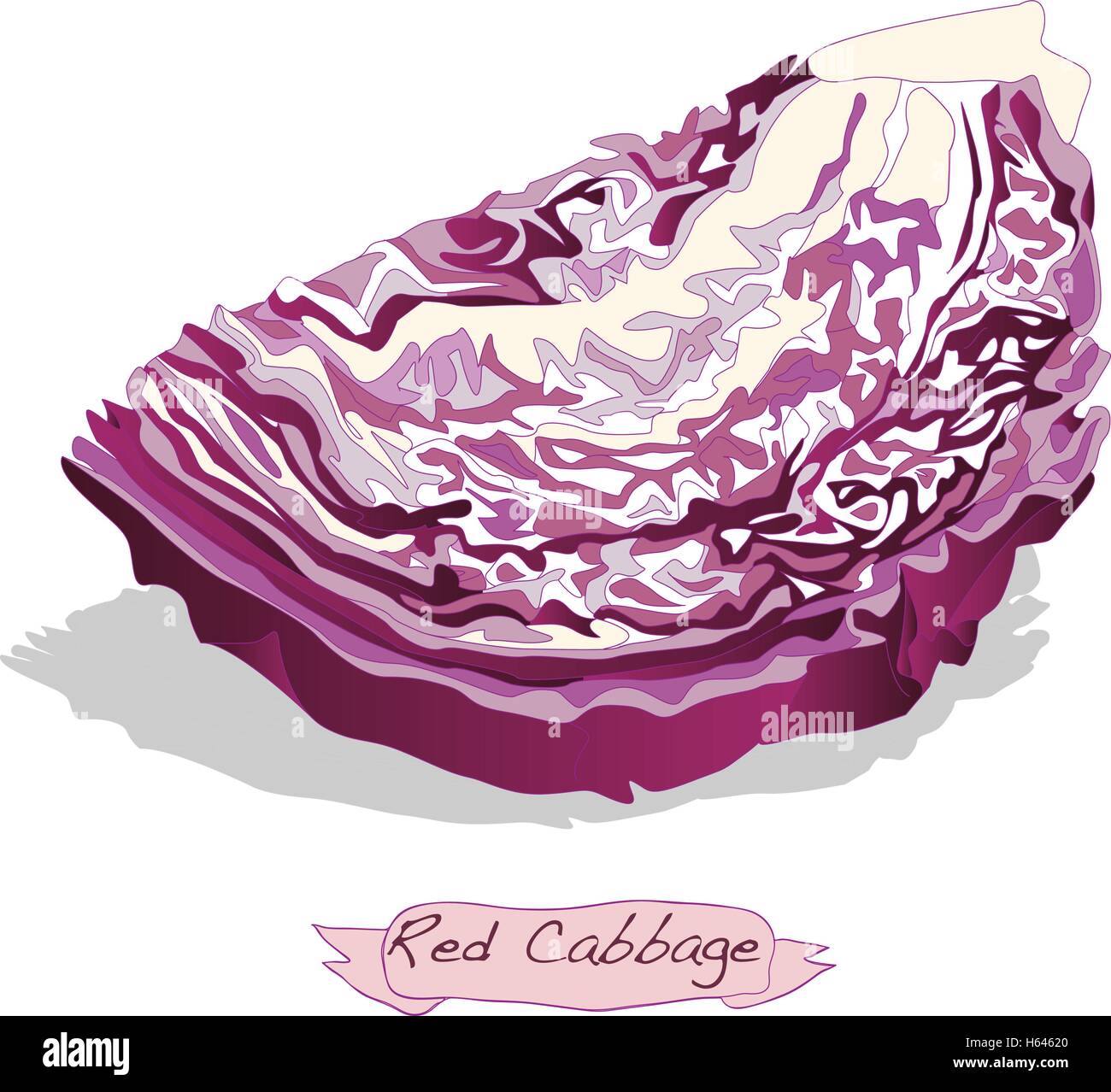 red cabbage vector isolated on white Stock Vector Image & Art - Alamy