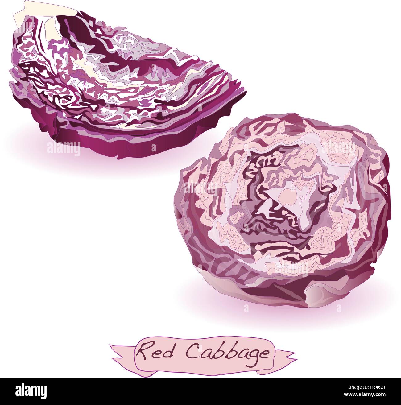 red cabbage vector isolated on white Stock Vector Image & Art - Alamy