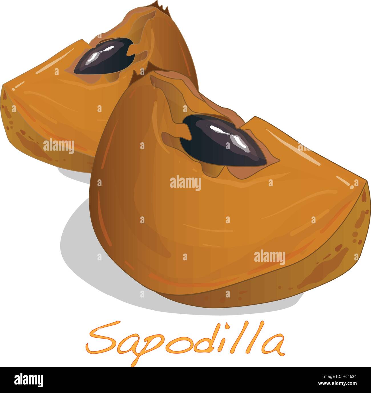 sapodilla fruit vector isolated on white bacground Stock Vector Image ...