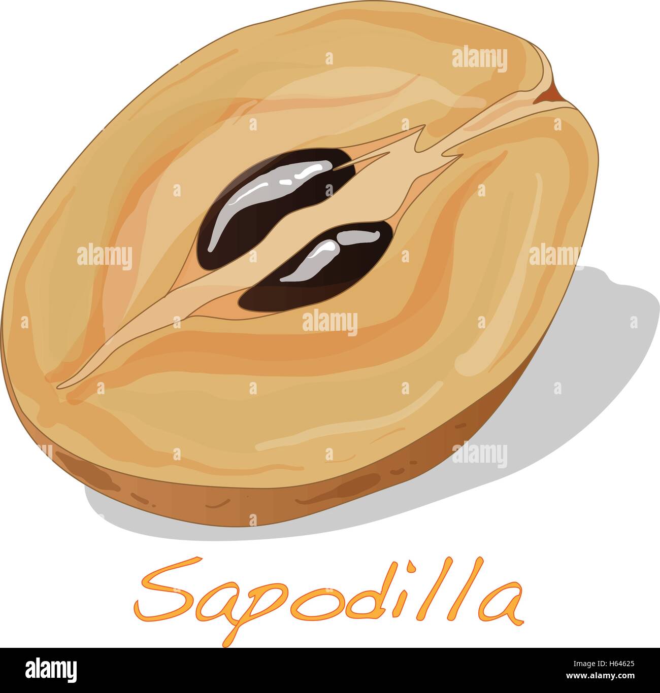 Sapodilla fruit Stock Vector Images - Alamy