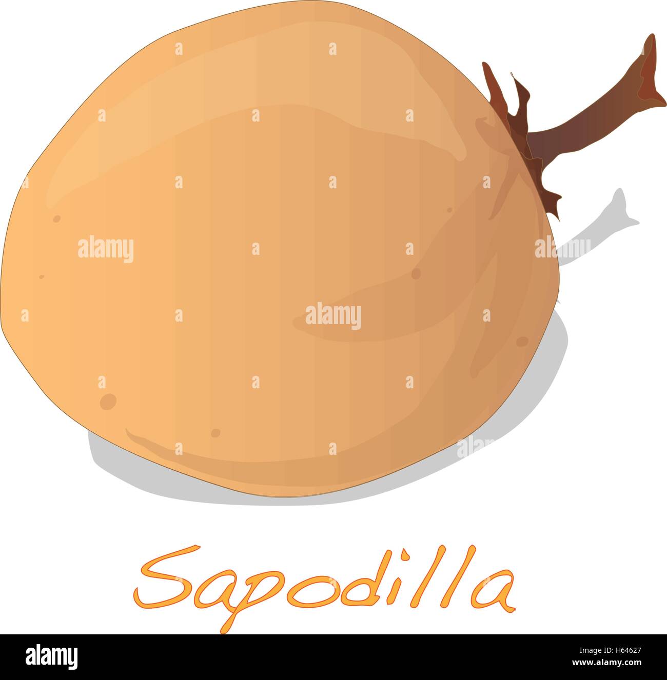 sapodilla fruit vector isolated on white bacground Stock Vector Image ...