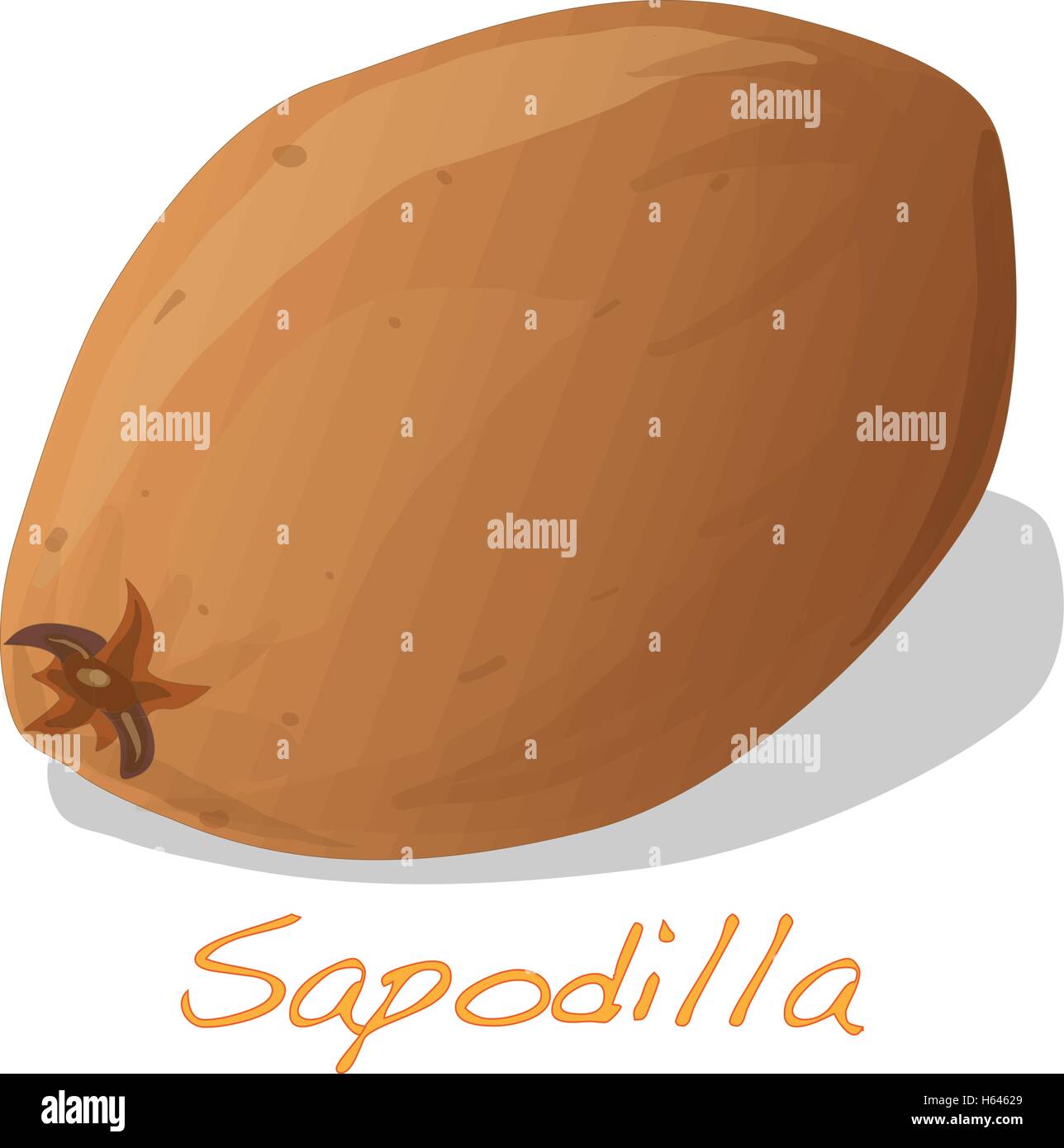 sapodilla fruit vector isolated on white bacground Stock Vector Image ...